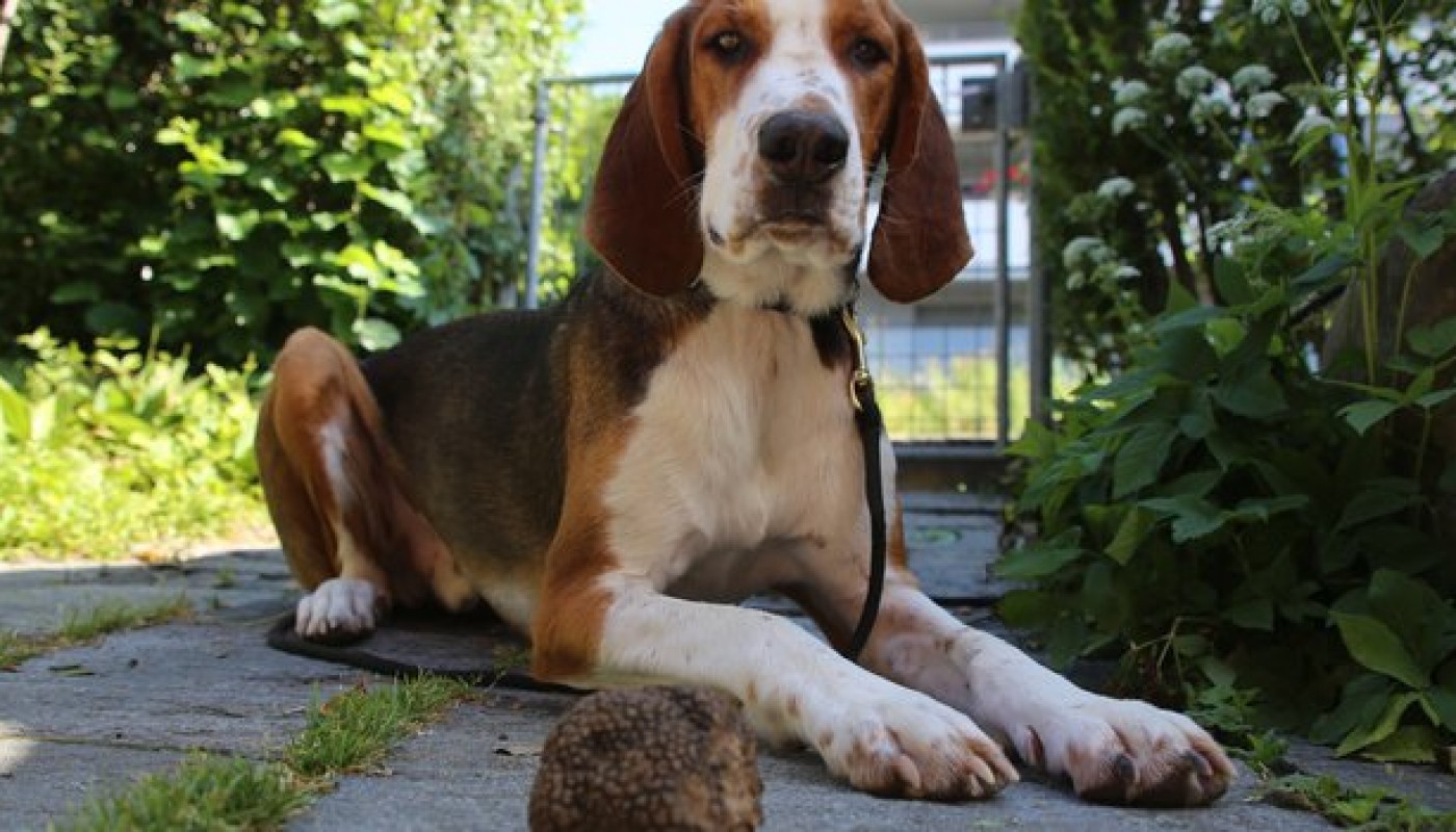 Biogeosciences | Coffee break biogeosciences – using truffle dogs for ...