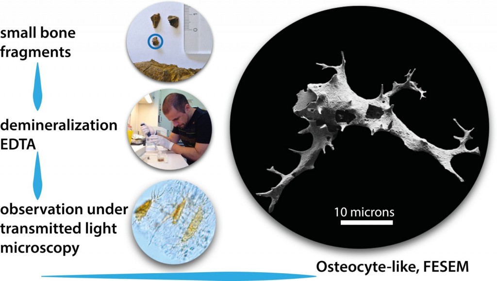 Biogeosciences | Digging up bones for science – looking into 48 million ...
