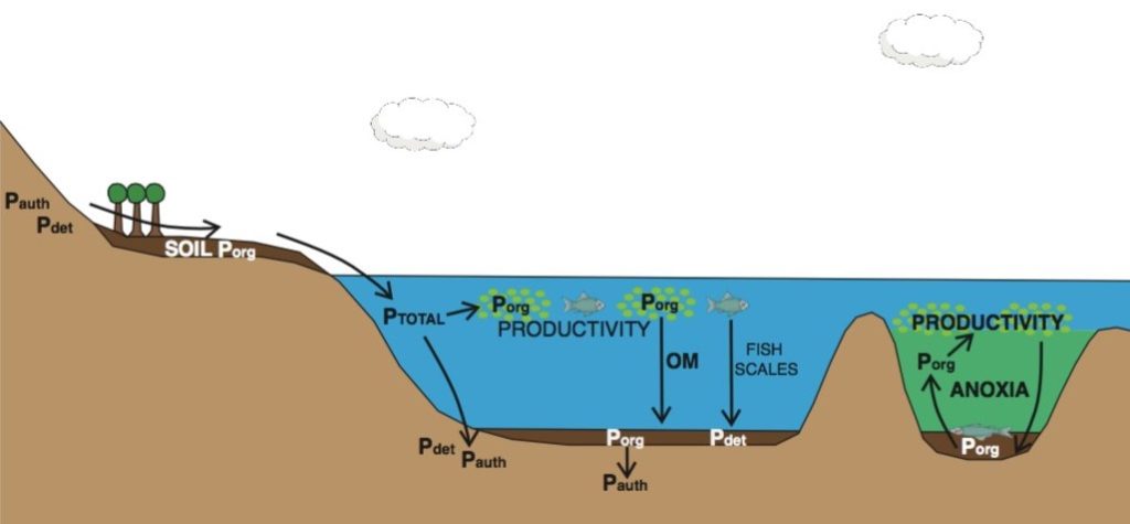 Biogeosciences | Phosphorus-cycle perturbations and environmental ...