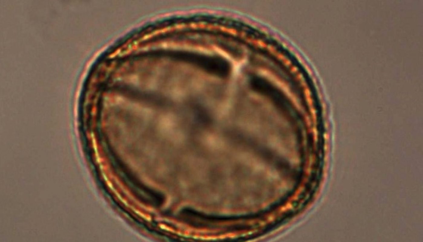 Climate: Past, Present & Future | Pollen, more than forests’ story-tellers