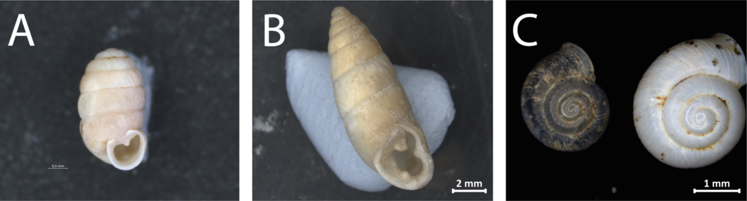 Climate: Past, Present & Future | Land snails in the service of ...