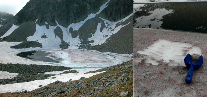 Cryospheric Sciences | Image of the Week – Life in blooming melting snow
