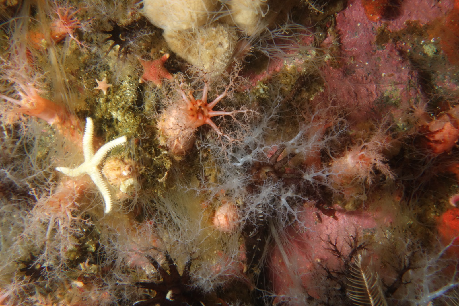 Cryospheric Sciences | benthos