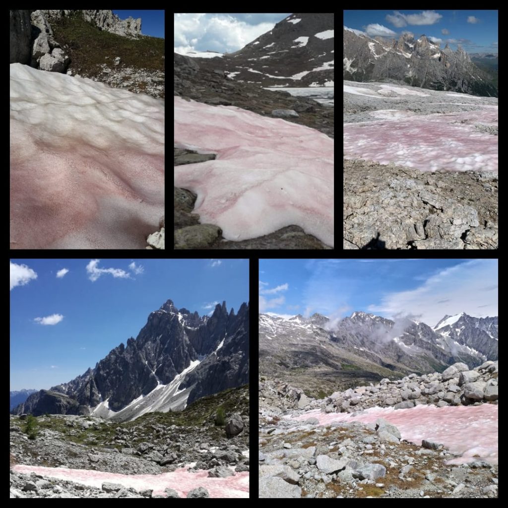 Cryospheric Sciences | Cryo-Adventures – Hunting snow algae in the Alps