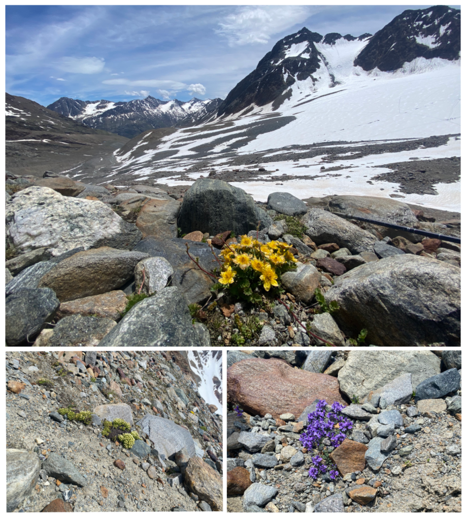Cryospheric Sciences | Vernagtferner: My First Encounter with an Alpine ...