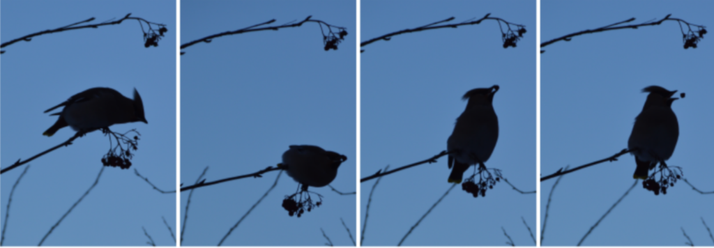Cryospheric Sciences | Image of the week – Birds in the Arctic