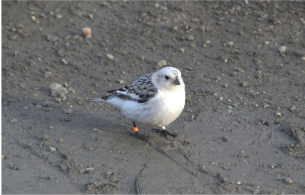 Cryospheric Sciences | Image of the week – Birds in the Arctic