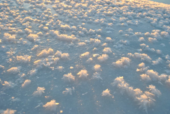 Cryospheric Sciences | Did you know the mystery of the ice-cold rose?