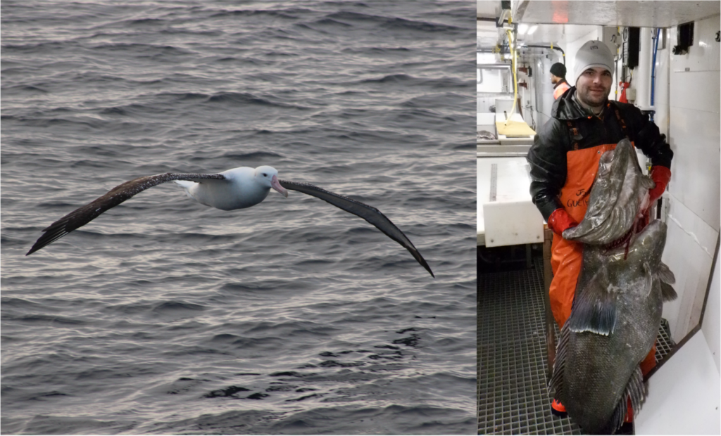 Cryospheric Sciences | The search for the Antarctic giants!