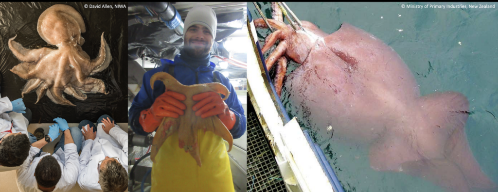 Cryospheric Sciences | The search for the Antarctic giants!