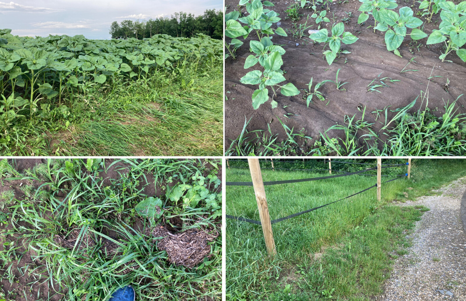 Hydrological Sciences | Hortonian overland flow: when theory becomes ...