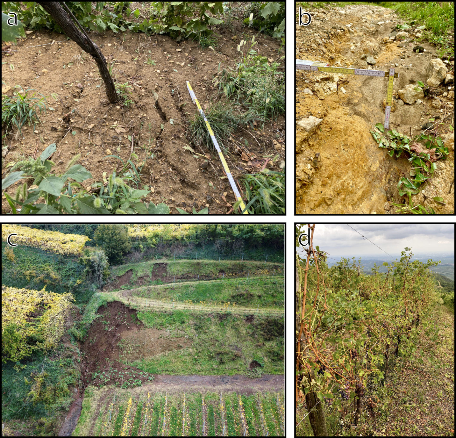 Natural Hazards | Climate Change: is Viticulture under threat?