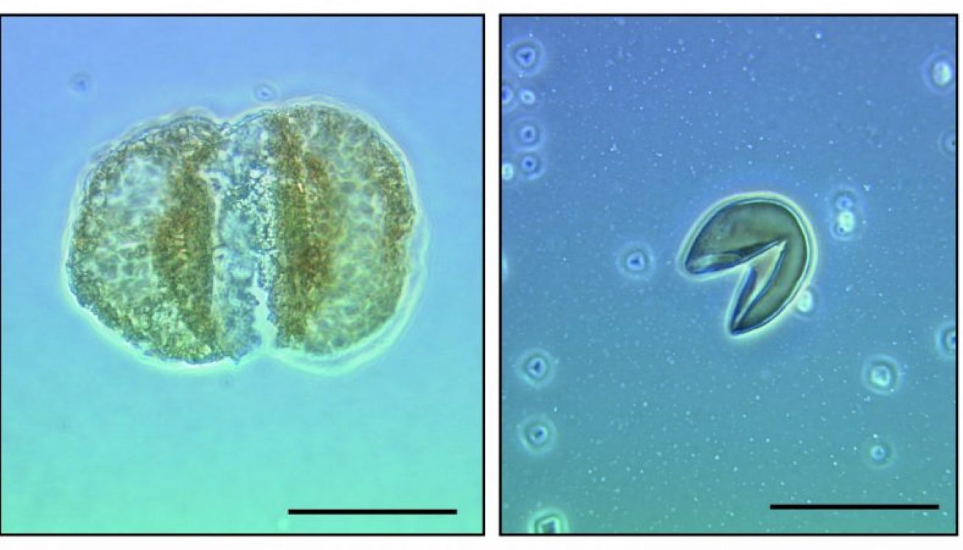 Stratigraphy, Sedimentology and Palaeontology | The world about pollen