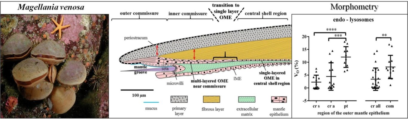 Stratigraphy, Sedimentology and Palaeontology | The hard part of life ...