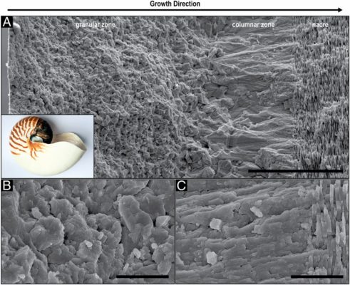 Stratigraphy, Sedimentology and Palaeontology | The hard part of life ...