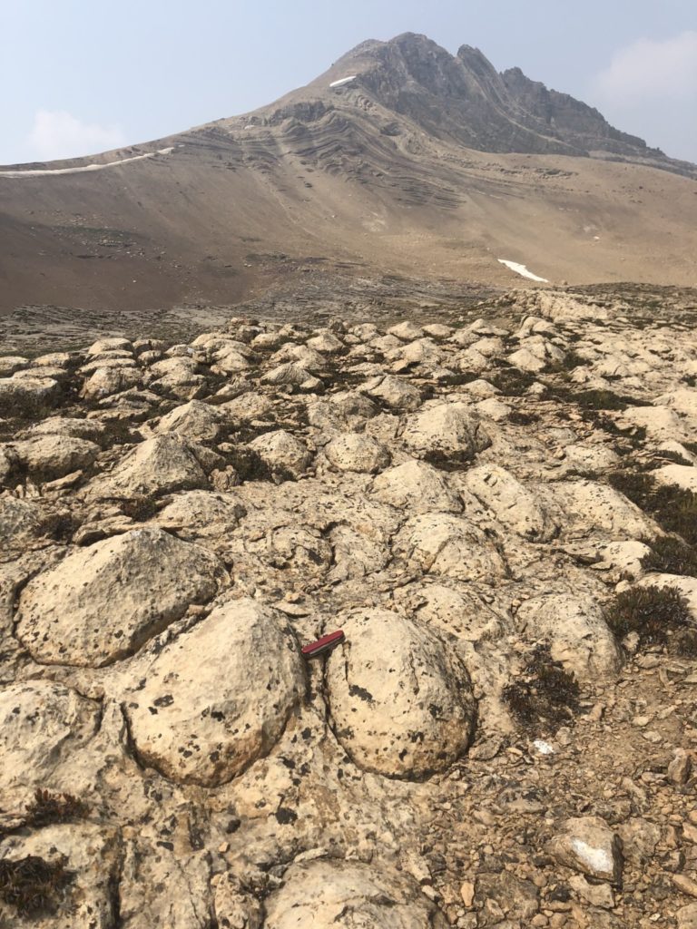 Stratigraphy, Sedimentology and Palaeontology | Alberta’s Geological Riches