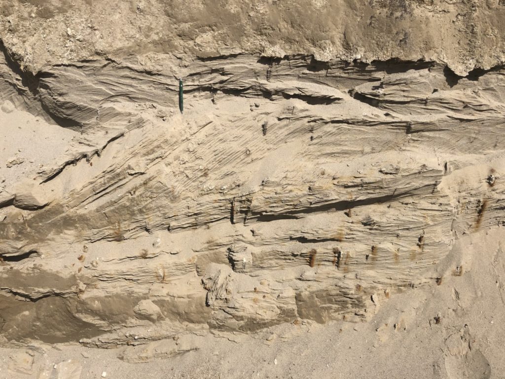 Stratigraphy, Sedimentology and Palaeontology | Alberta’s Geological Riches