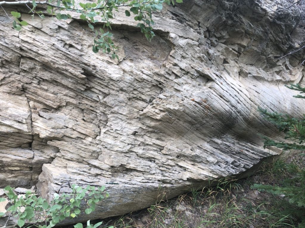 Stratigraphy, Sedimentology and Palaeontology | Alberta’s Geological Riches