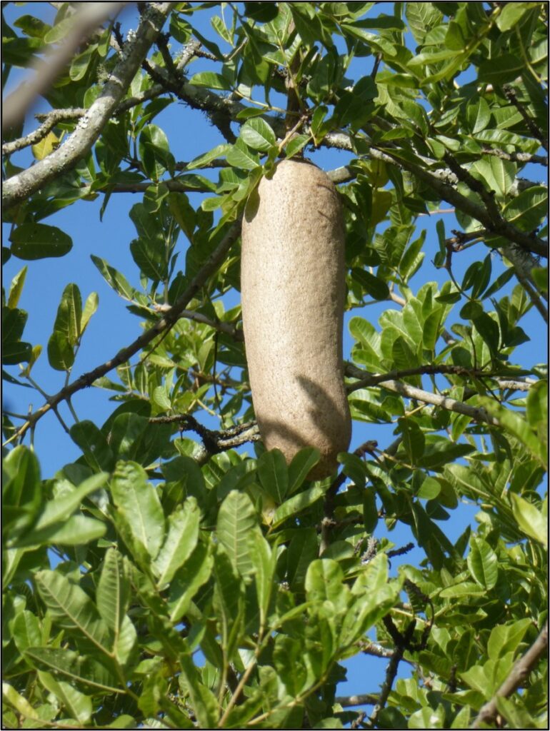 Stratigraphy, Sedimentology and Palaeontology | Fiascos in the Field