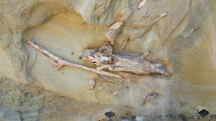 Stratigraphy, Sedimentology and Palaeontology | Fossilized Tree Trunks ...