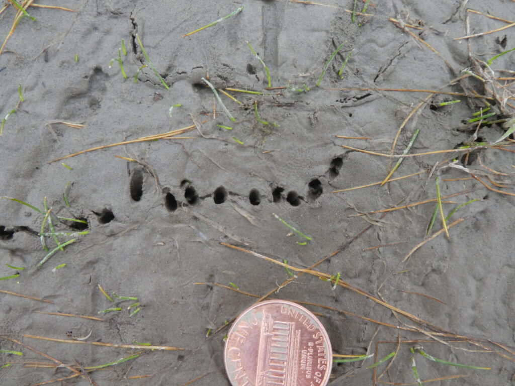 Stratigraphy, Sedimentology and Palaeontology | Broadening our ...