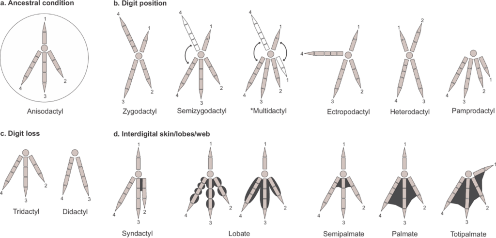 Stratigraphy, Sedimentology and Palaeontology | Broadening our ...