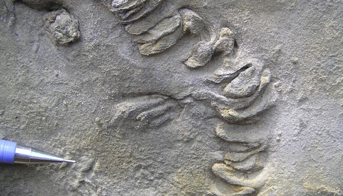 Stratigraphy, Sedimentology and Palaeontology | 2025 February