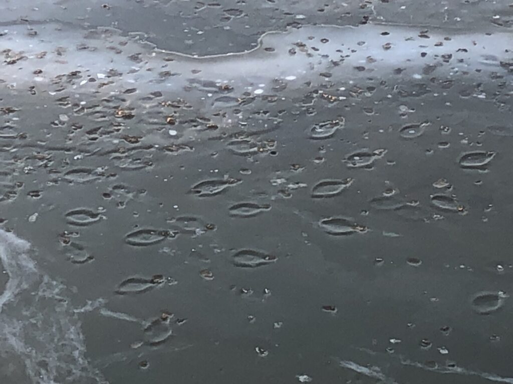 Stratigraphy, Sedimentology and Palaeontology | Broadening our ...