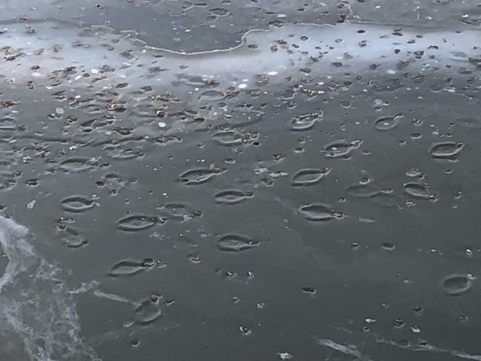 Stratigraphy, Sedimentology and Palaeontology | Broadening our ...