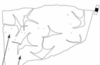 Stratigraphy, Sedimentology and Palaeontology | Broadening our ...