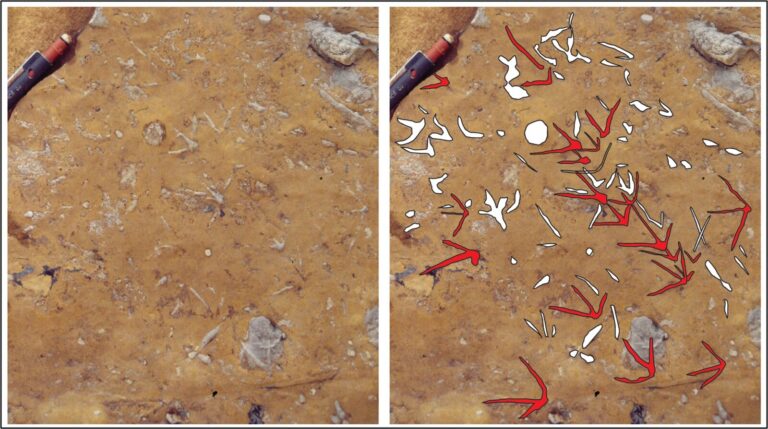 Stratigraphy, Sedimentology and Palaeontology | Broadening our ...