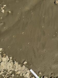 Stratigraphy, Sedimentology and Palaeontology | Fig 14