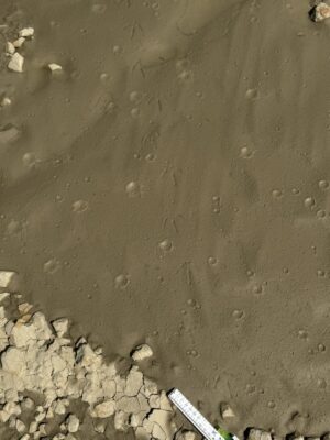 Stratigraphy, Sedimentology and Palaeontology | Fig 14