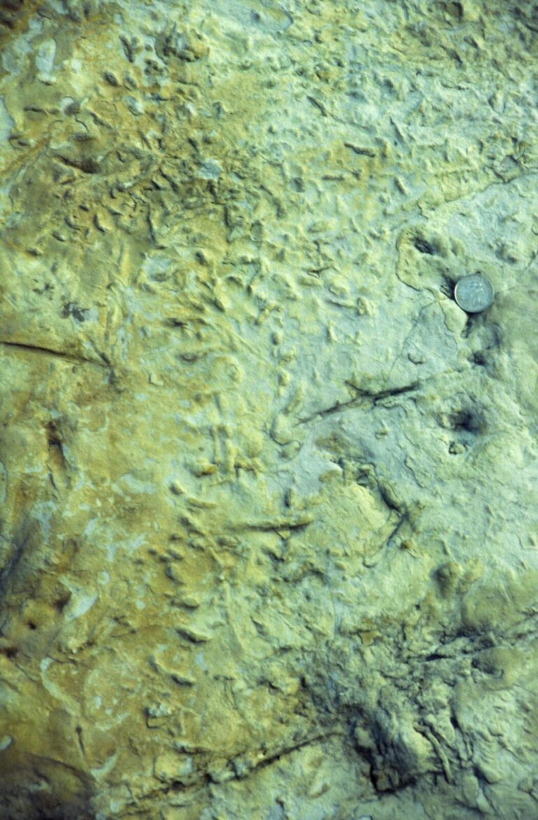 Stratigraphy, Sedimentology and Palaeontology | Fig 16