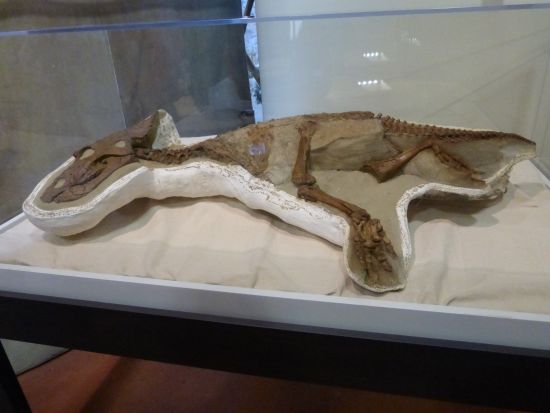 Stratigraphy, Sedimentology and Palaeontology | 2026 January