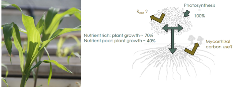 Soil System Sciences | Plant carbon allocation, soil nutrient ...