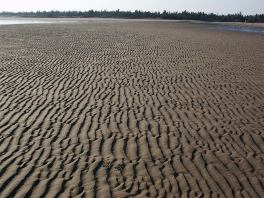 Tectonics and Structural Geology | Features from the field: Ripple Marks