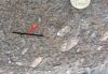 Tectonics and Structural Geology | Features from the Field: S-C fabrics