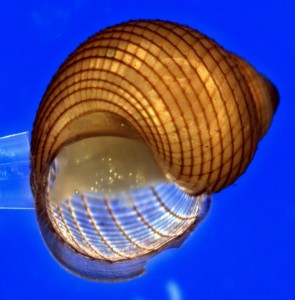 GeoLog | Imaggeo on Mondays: Marine Gastropod
