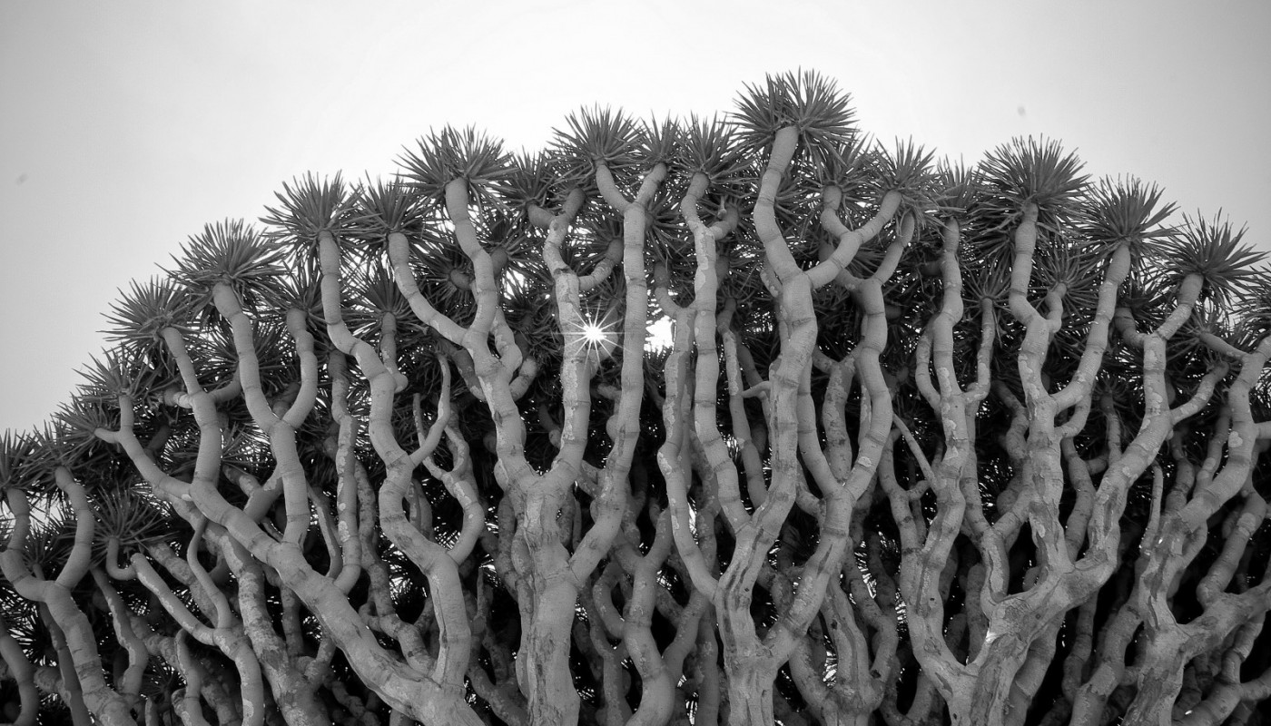 GeoLog | Dragon blood tree