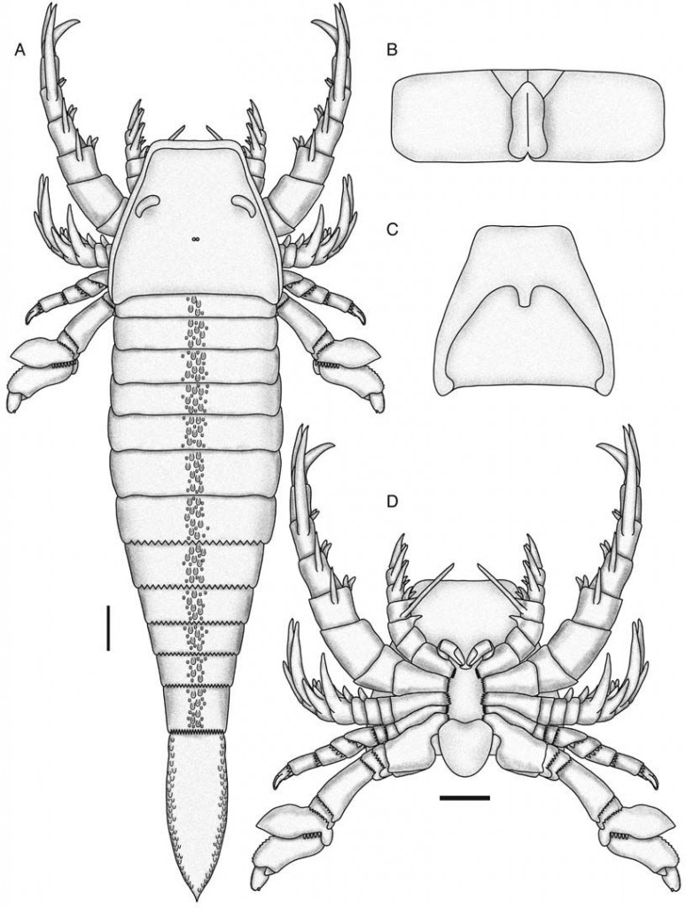 GeoLog | Geosciences Column: The Oldest Eurypterid