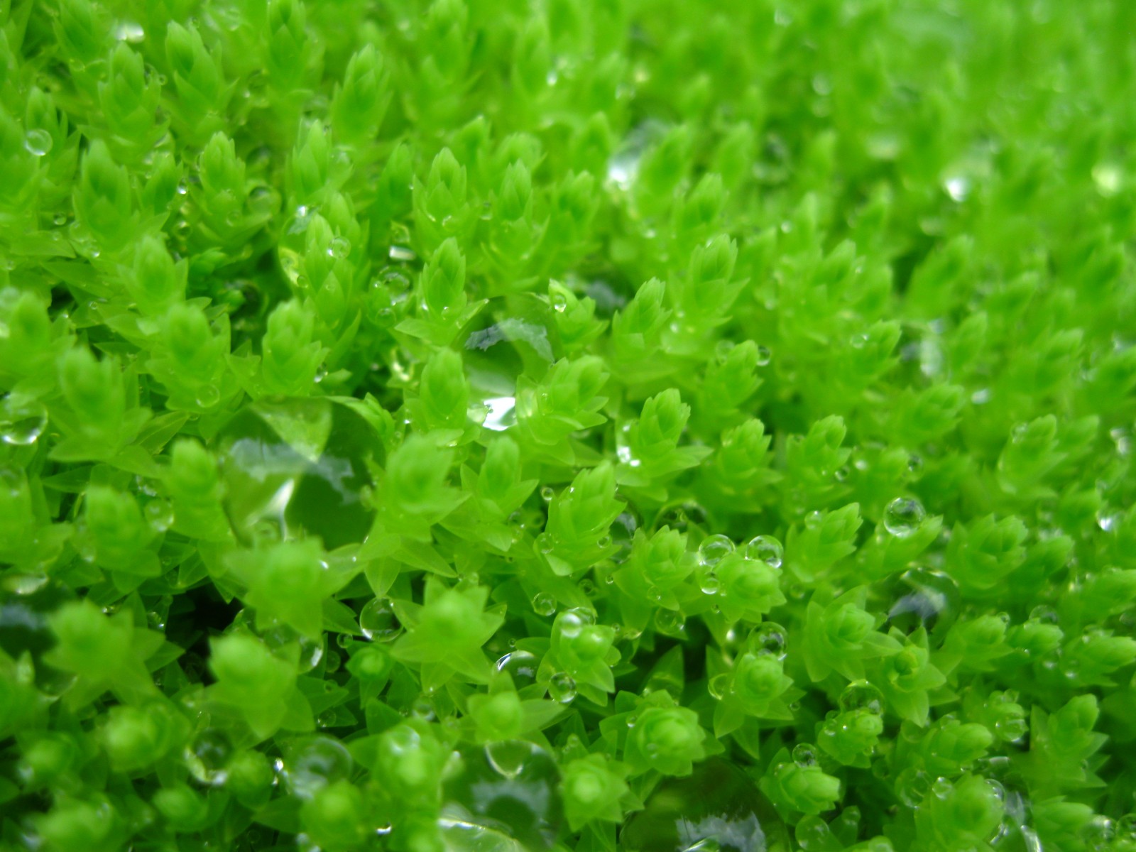 GeoLog | Imaggeo on Mondays: Emerald Moss