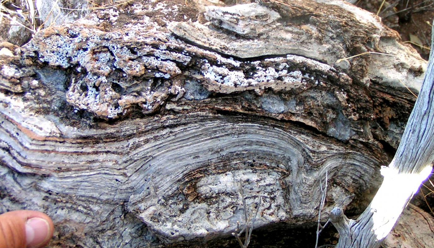 GeoLog | Microbialites