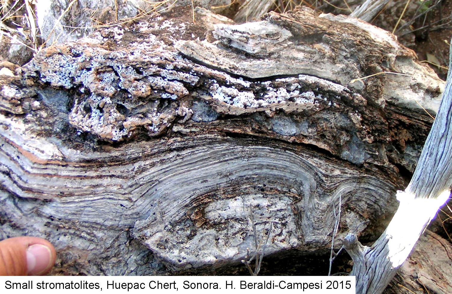 GeoLog | stromatolites