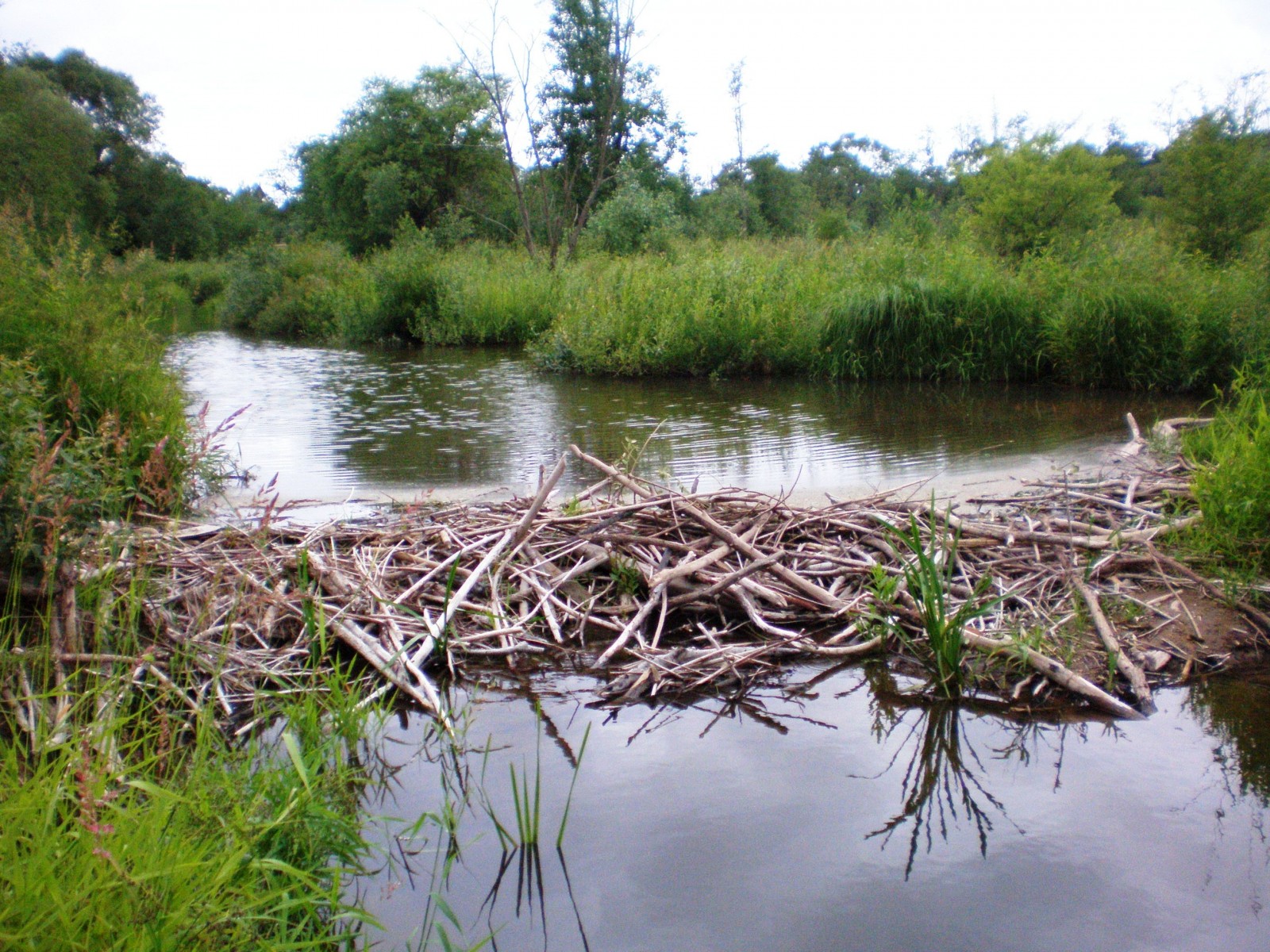 GeoLog | Could beavers be responsible for long-debated deposits?