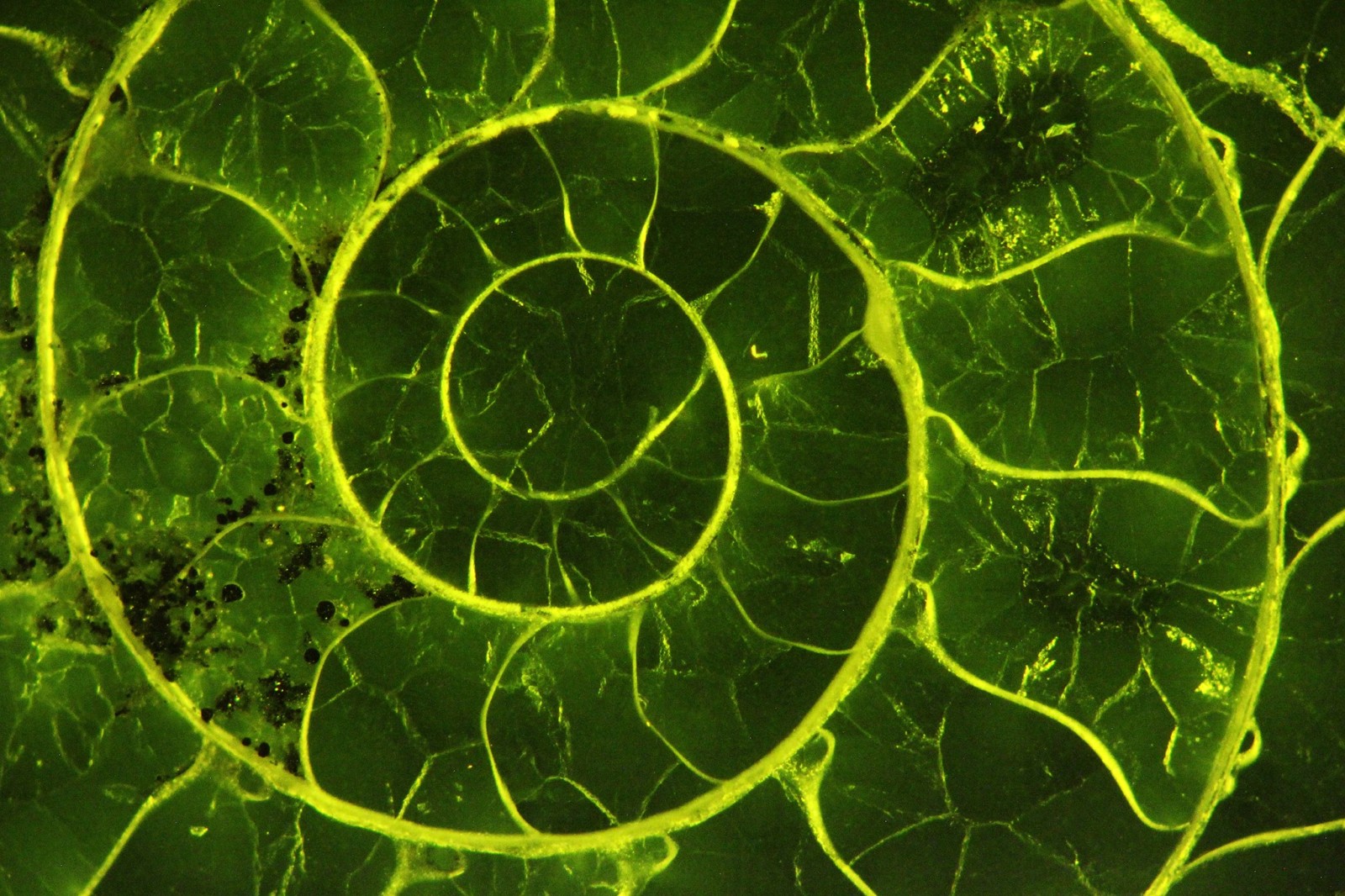 GeoLog | Imaggeo on Mondays: The best of imaggeo in 2019