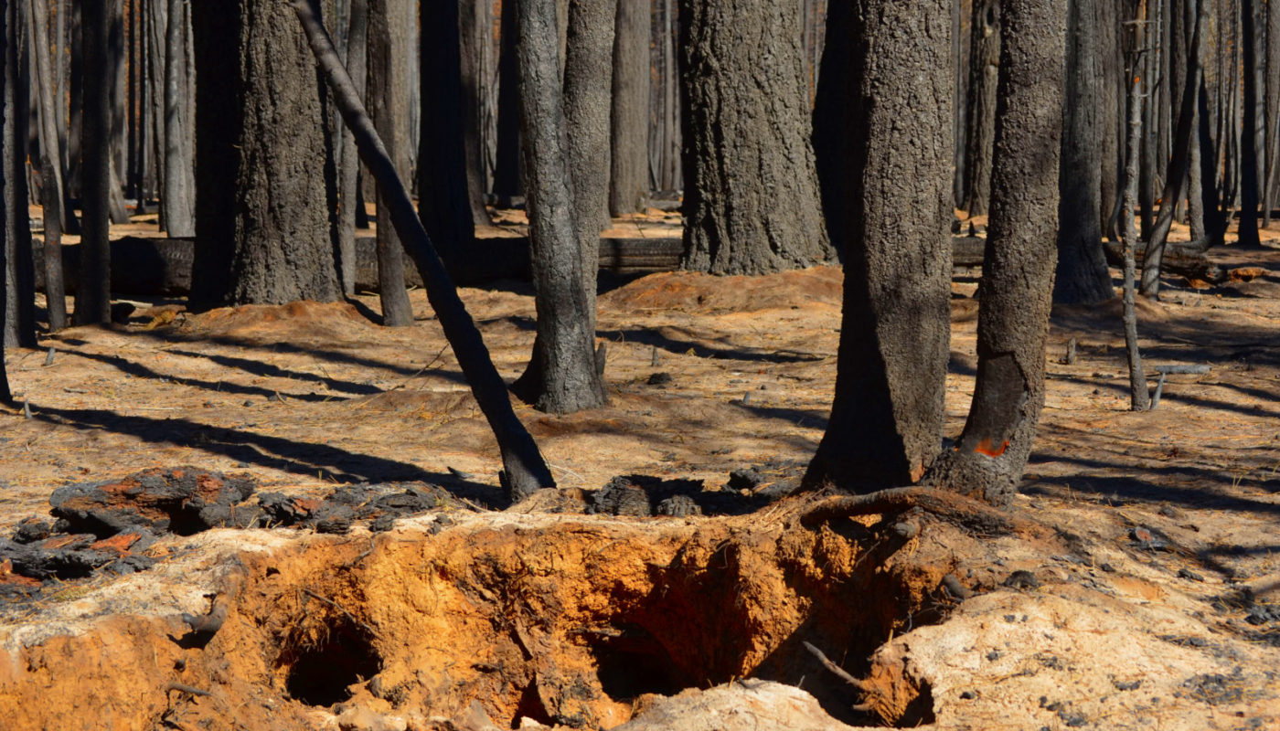 GeoLog | Imaggeo On Monday: Burnt roots