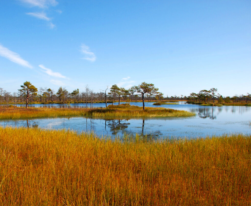 GeoLog | Swamps may be considered spooky, but is there more than meets ...