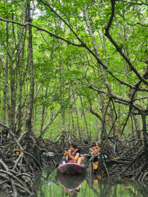 GeoLog | Mangroves: Our coastal guardians of soil, biodiversity, and ...