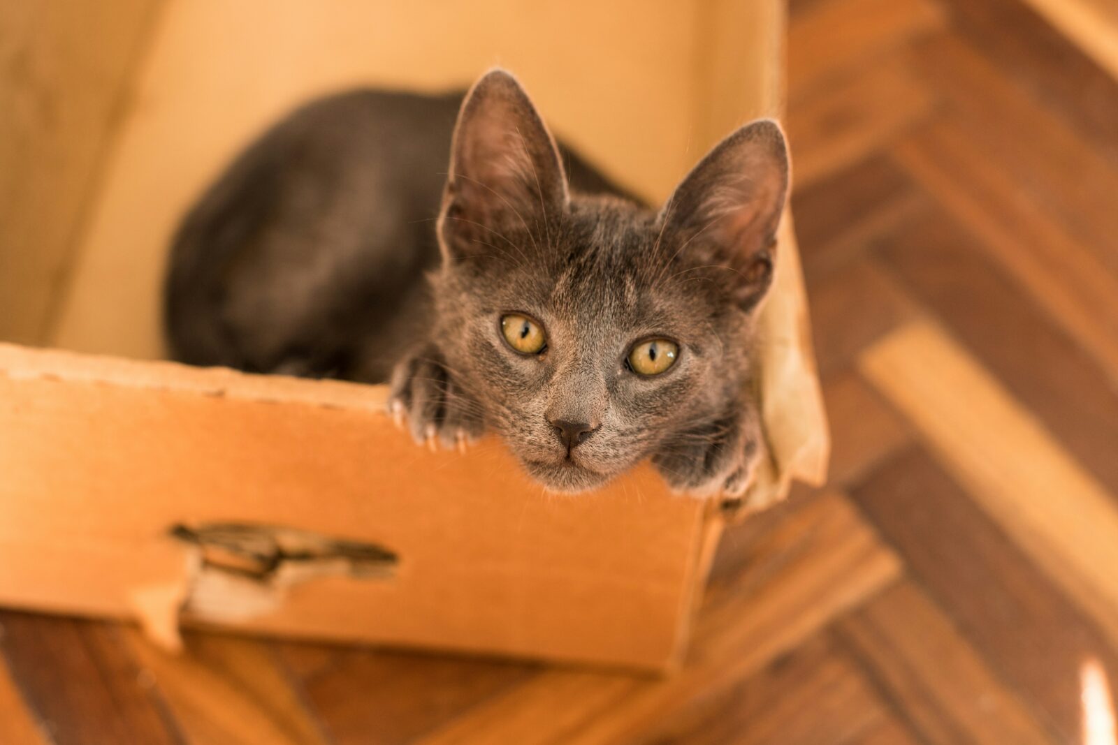 GeoLog | Schrödinger’s cat